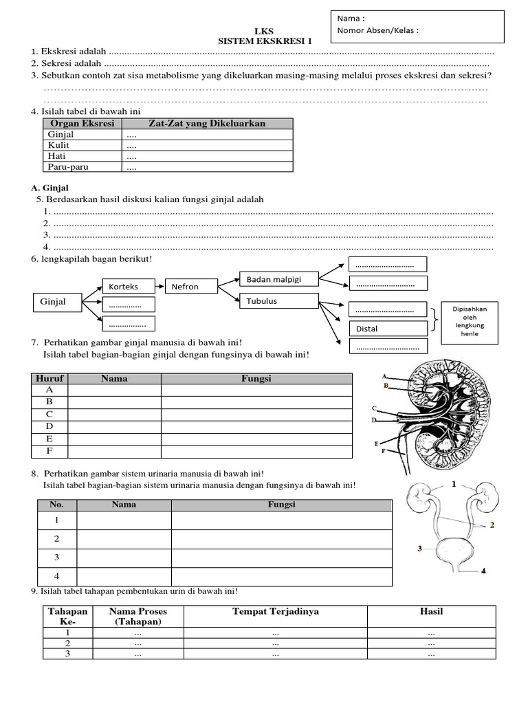 LKS Sistem Ekskresi Ginjal-1 | PDF