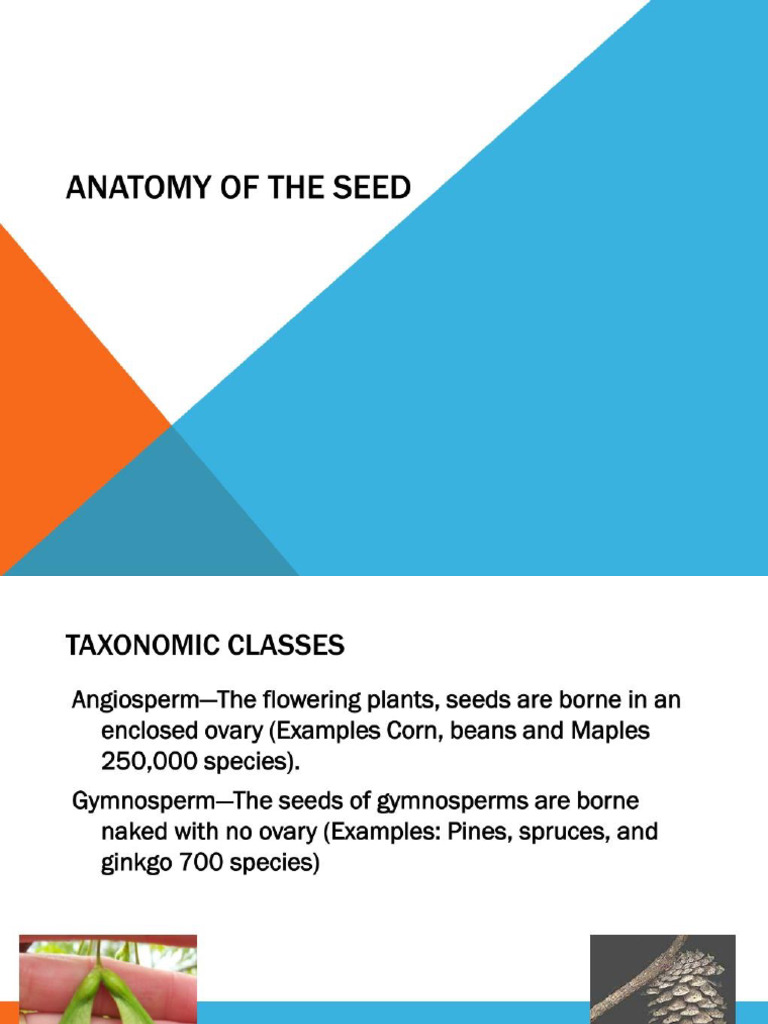 Anatomy of The Seed | PDF