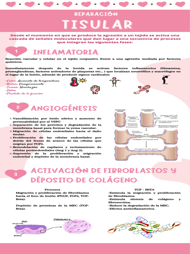 Reparación Tisular. | PDF | Inflamación | Especialidades Medicas