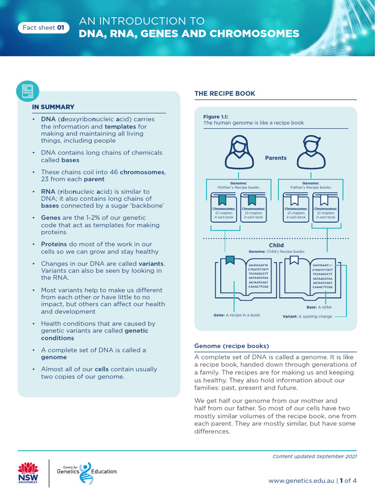 DNA RNA Genes and Chromosomes Fact Sheet-CGE | PDF | Dna | Gene