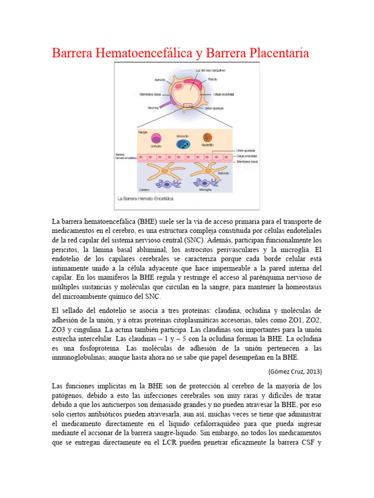 Barrera Hematoencefálica y Barrera Placentaria | PDF | Especialidades Medicas | Fisiología