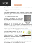 Ciclo de Vida del Maíz en Etapas | PDF