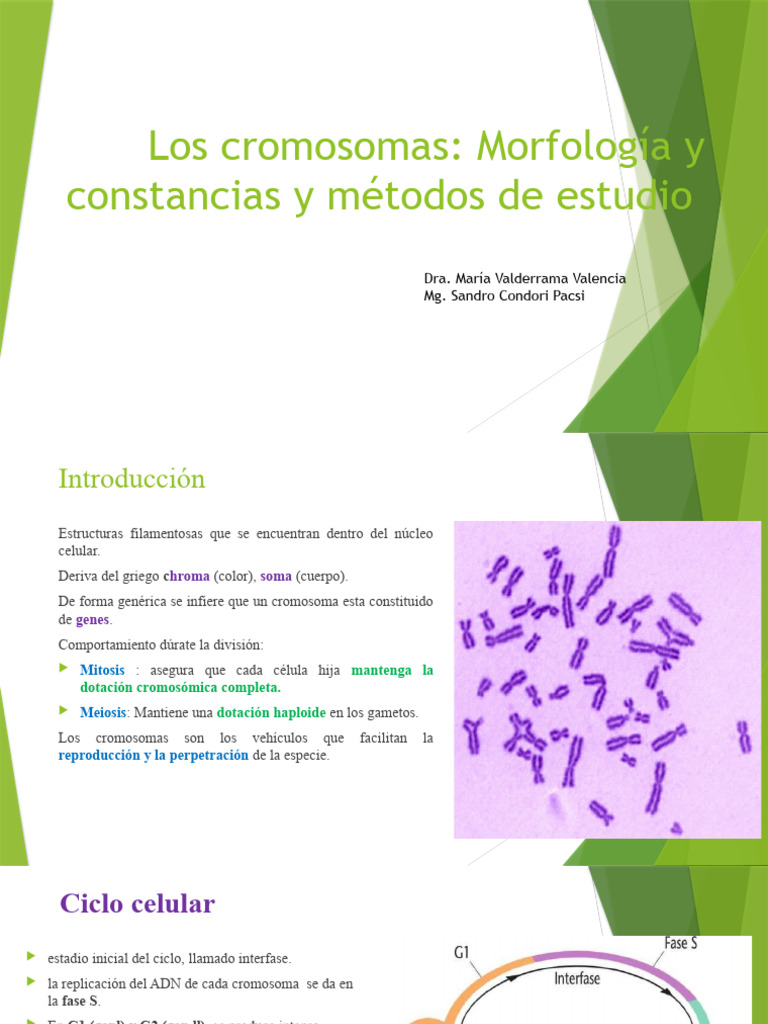 Estudio de Cromosomas y Citogenética | PDF | Citogenética | Cromosoma