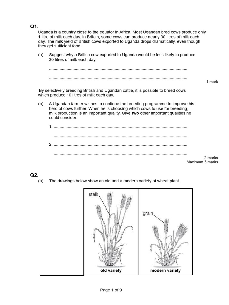 Selective Breeding Exam Style Questions | PDF | Cattle | Chicken
