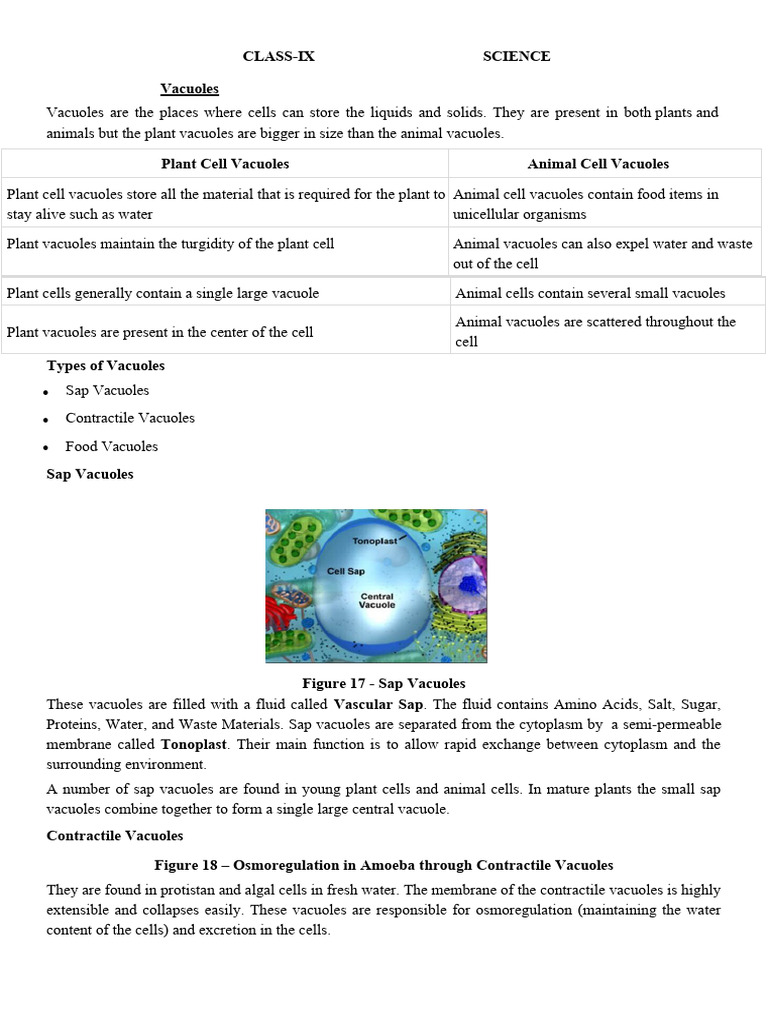 Cell (Vacuole, Cell Division) | Download Free PDF | Vacuole | Cell ...