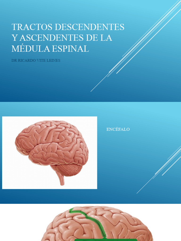 Tractos descendentes y ascendentes de la médula espinal (5) 1 | PDF ...