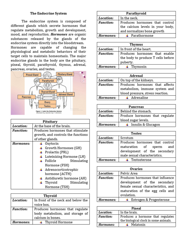 The Endocrine System | PDF | Endocrine System | Hormone