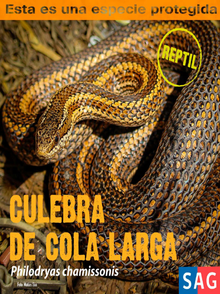 Culebra de Cola Larga | PDF