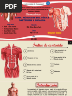Músculos Del Torso | PDF | Sistema musculoesquelético | Anatomía humana