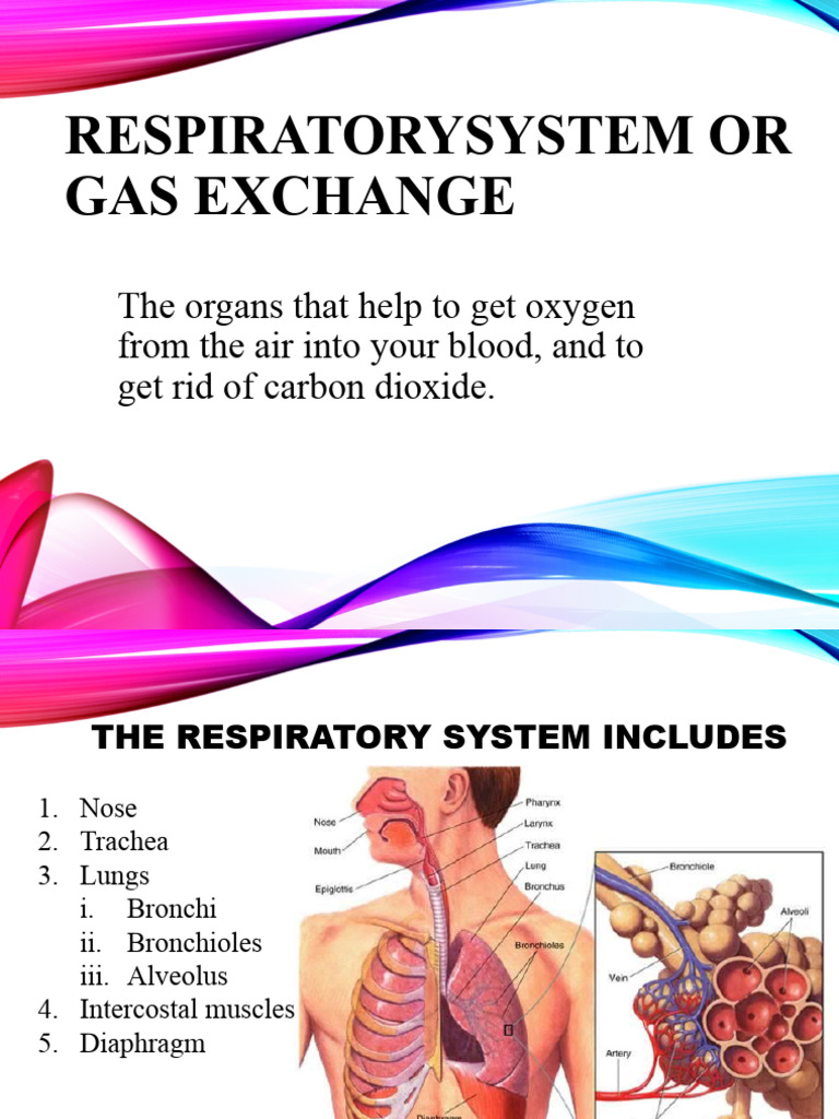Respiratory System Ppt. | Download Free PDF | Respiratory Tract | Lung