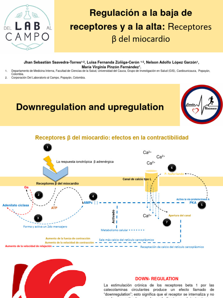 Downregulation and Upregulation | PDF | Receptor (Bioquímica ...