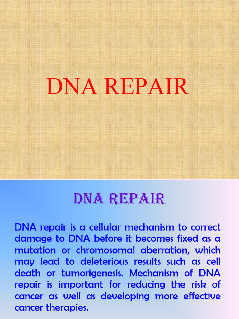 Exinuclease in DNA Repair Mechanisms | PDF | Dna Repair | Dna