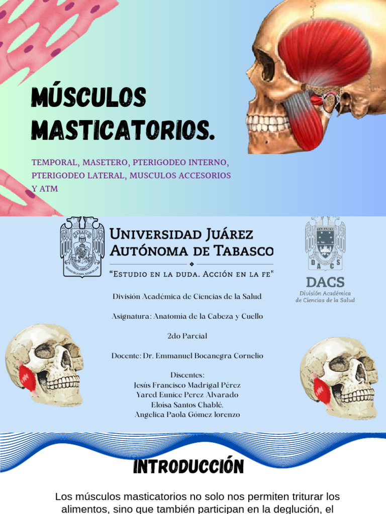 Musculos Masticatorios, ATM | Descargar gratis PDF | Articulación ...