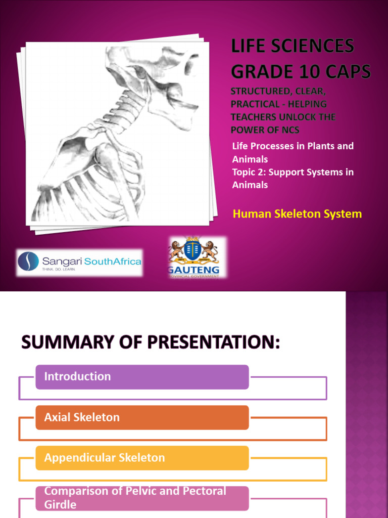 Human Skeleton | PDF | Vertebral Column | Skeleton