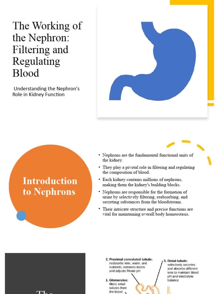 The Working of The Nephron | PDF | Kidney | Urinary System