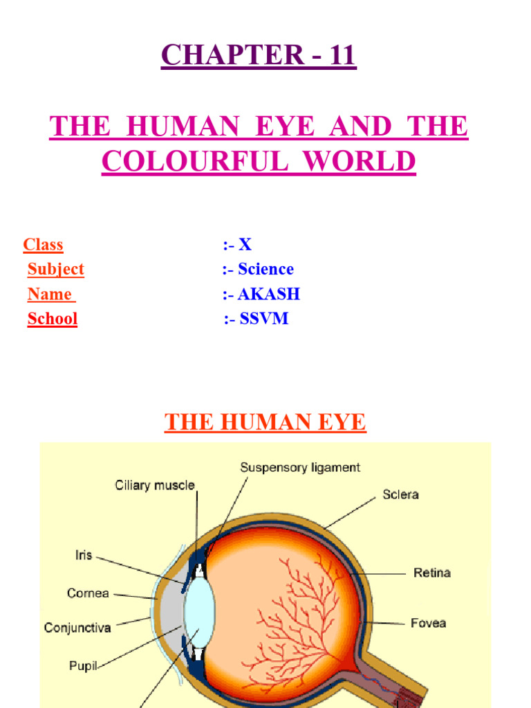 Light-Human Eye and The Colourful World | PDF | Sunset | Eye