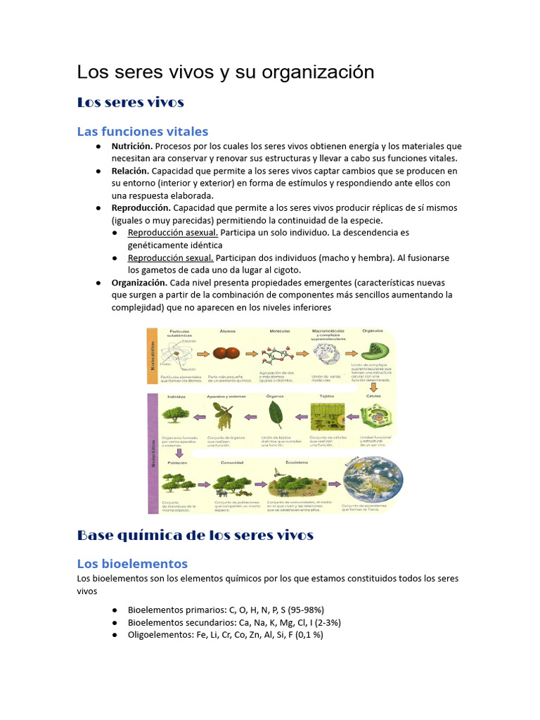 Los Seres Vivos y Su Organización | PDF | Citoplasma | Biología Celular)