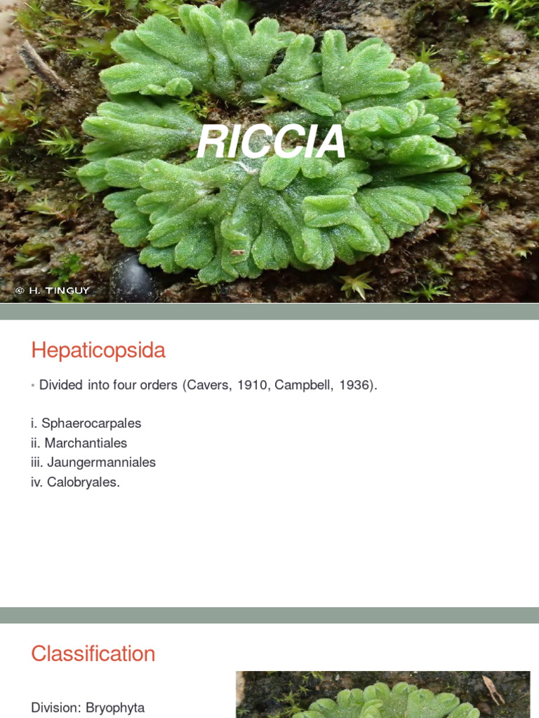 6 Riccia | PDF | Anatomy | Reproduction