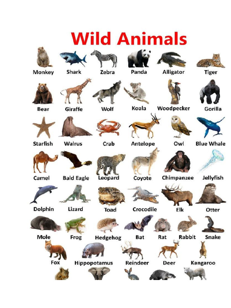 Wild Animals | PDF