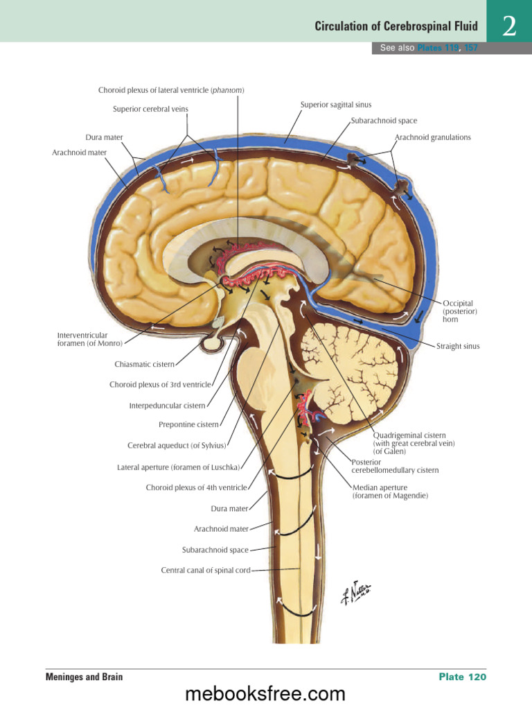 Cerebrospinal Fluid Flow Guide | PDF