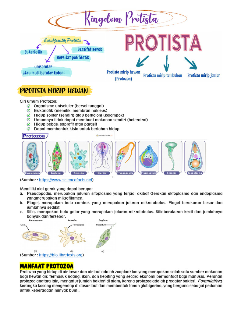 Ciri dan Klasifikasi Protista Mirip Hewan | PDF | Sains & Matematika