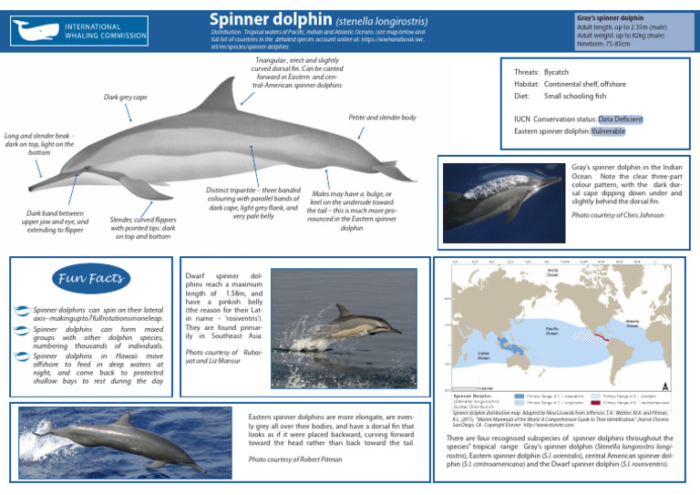 Spinner Dolphin A4 Fact Sheet | PDF | Cetaceans | Dolphin