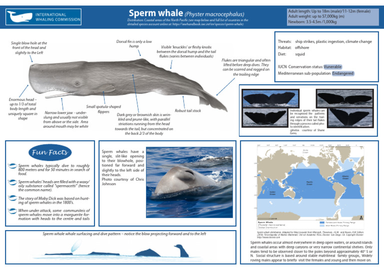 Sperm Whale A4 Fact Sheet | PDF | Whales | Zoology