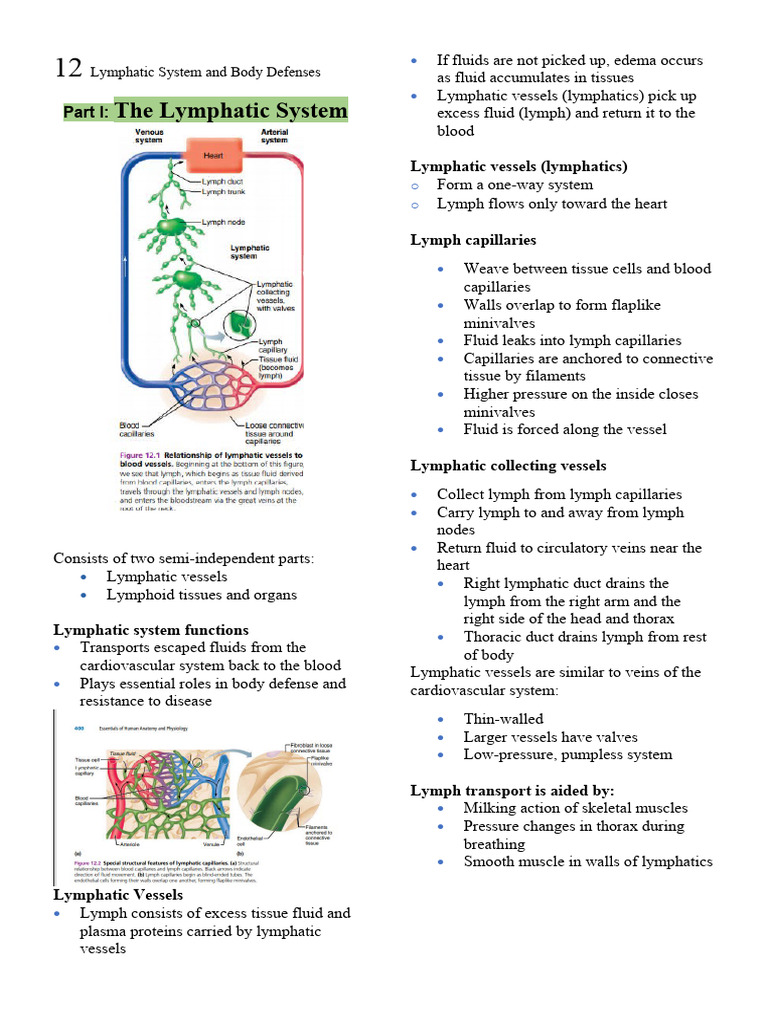 12 Lymphatic System | Download Free PDF | Lymphatic System | Lymph