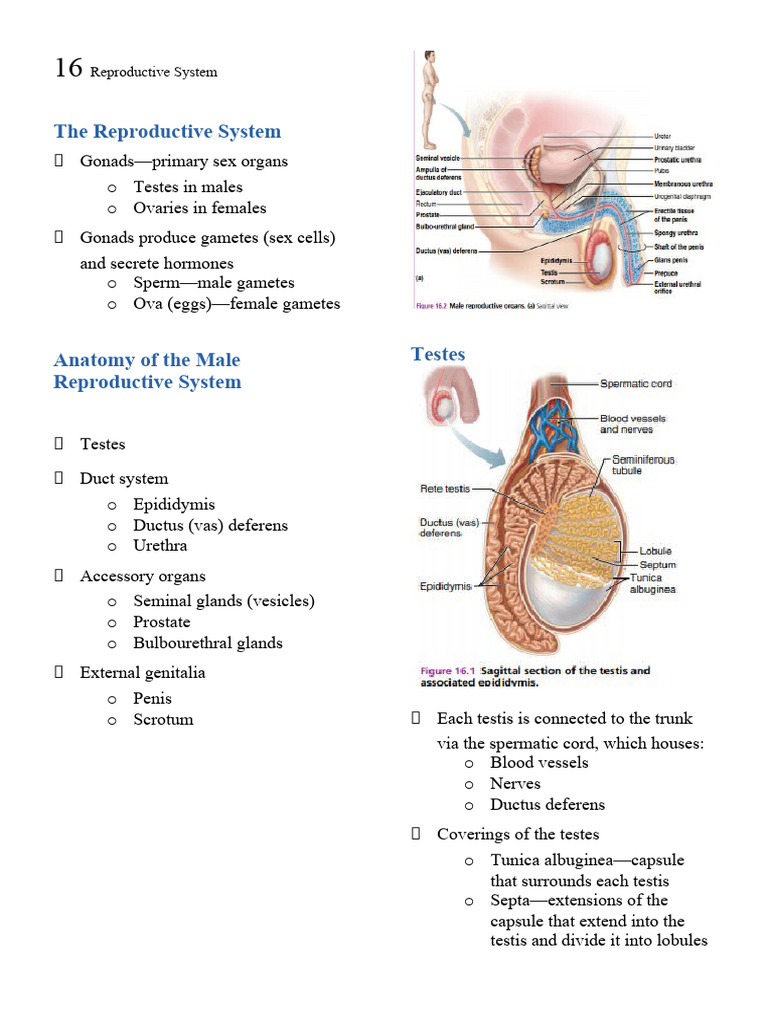 16 Reproductive System | Download Free PDF | Menstrual Cycle | Ovary 16 Reproductive System | Download Free PDF | Menstrual Cycle | Ovary