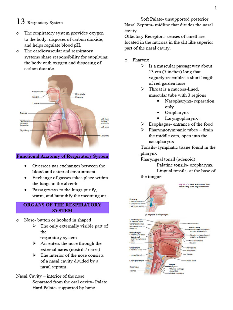 13 Respiratory System | PDF | Respiratory Tract | Exhalation