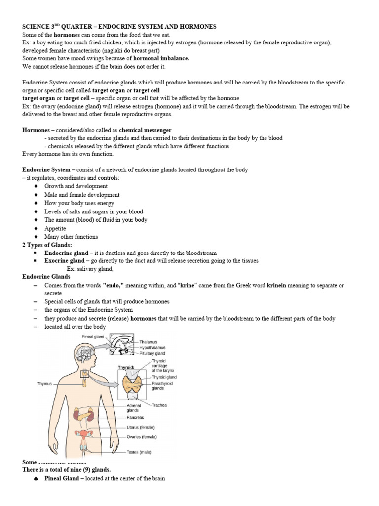 SCIENCE - Endocrine system COMPLETE | PDF | Endocrine System | Adrenal ...