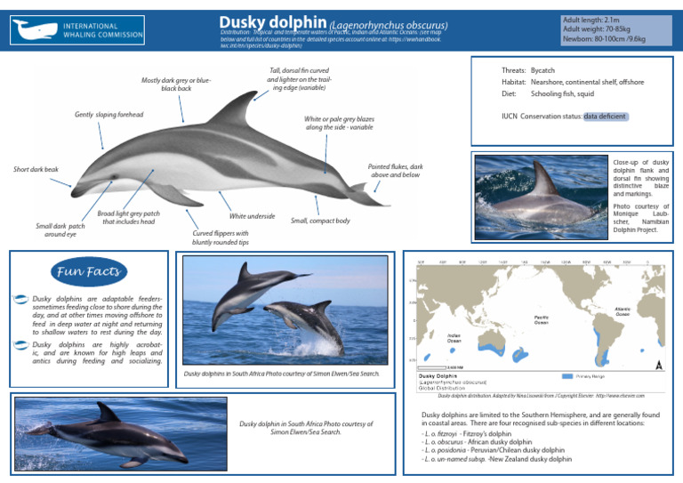 Dusky Dolphin A4 Fact Sheet | PDF | Cetaceans | Marine Mammals