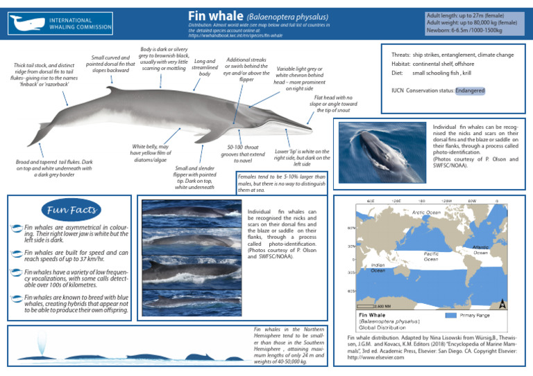 Fin-whale-fact-sheet | PDF | Marine Mammals | Cetaceans