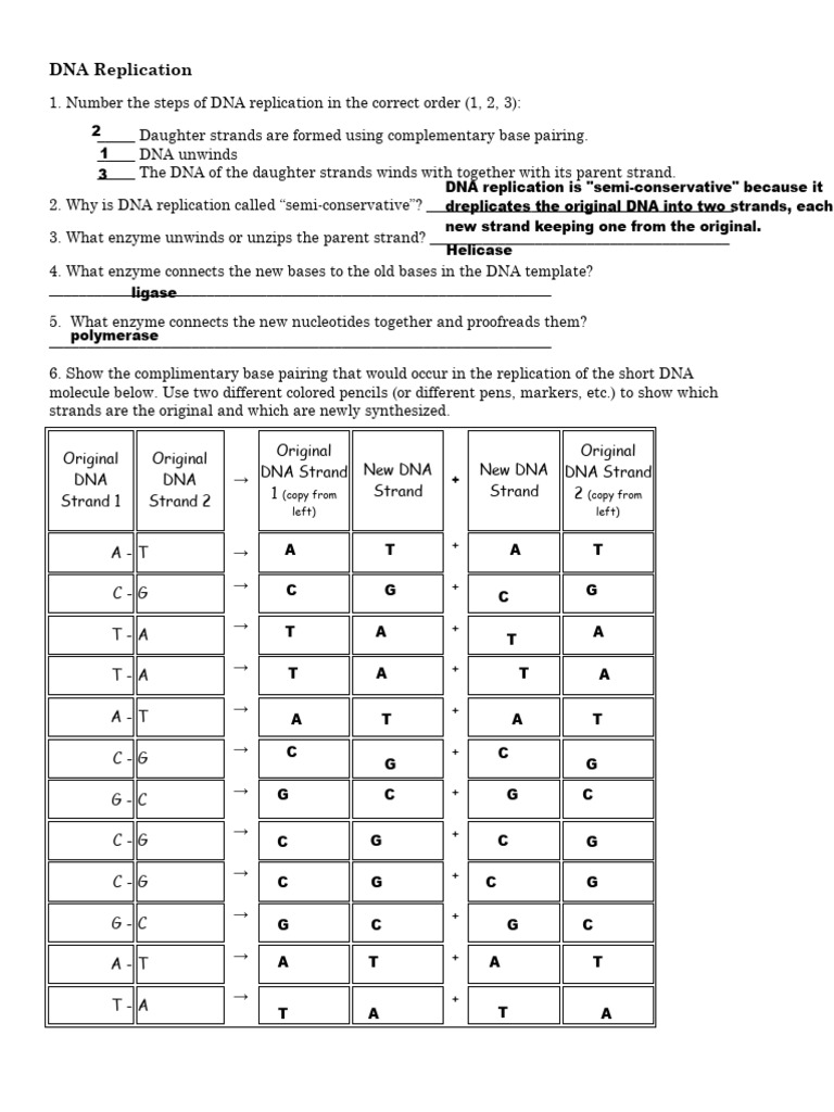Dna Replication Worksheet | PDF | Dna Replication | Dna