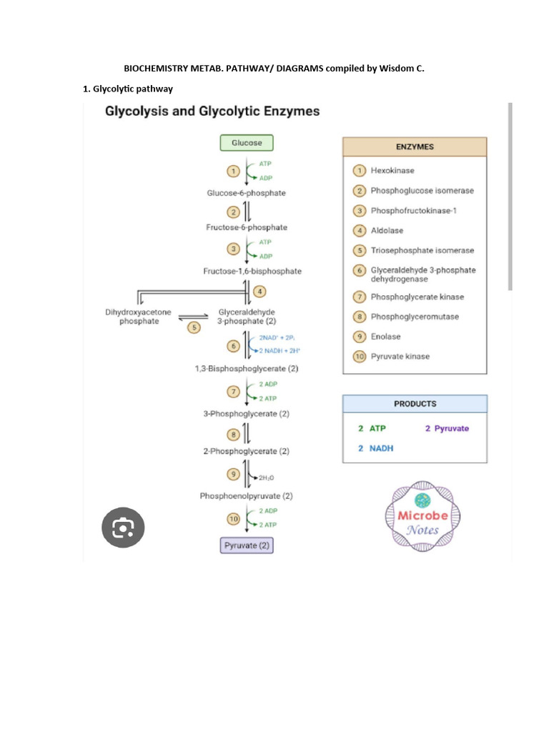 Biochemical Pathways Overview | PDF