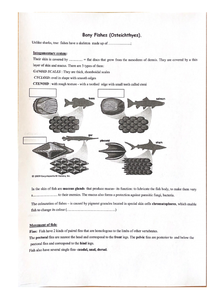 Bony Fishes (Osteichthyes) . | PDF