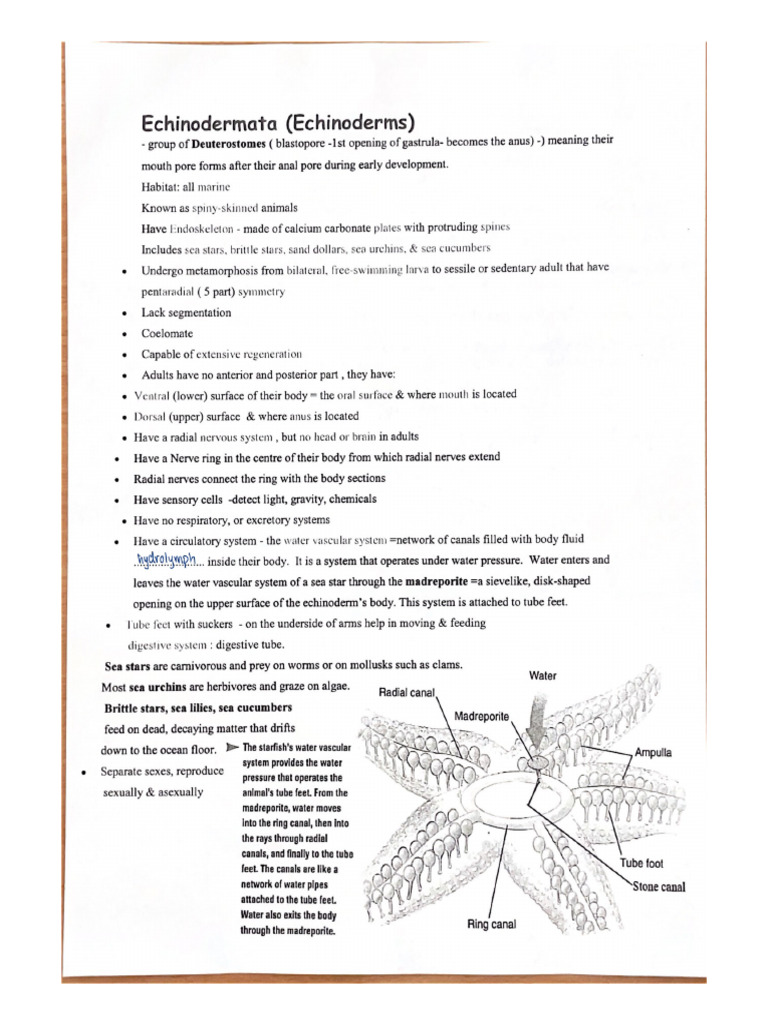 Echinoderms | PDF