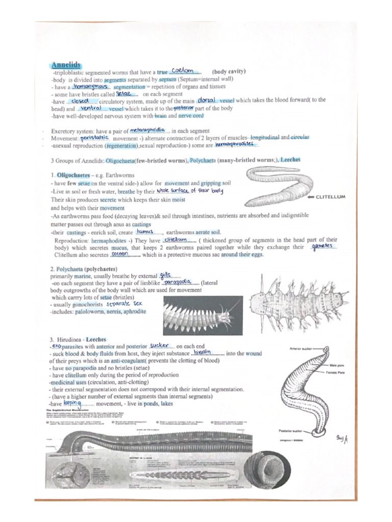 Annelids | PDF