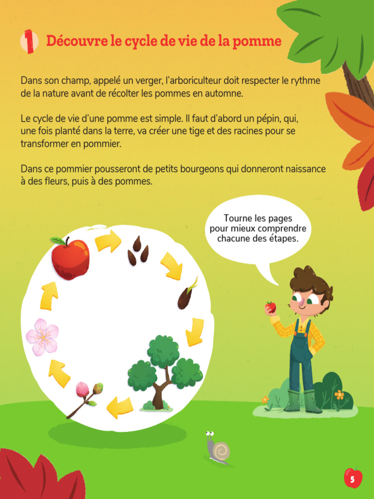 Cycle de vie d'une pomme expliquée | PDF | Pomme | Arbres
