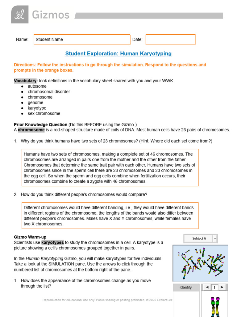 (Student Handout) Human Karyotyping | PDF | Karyotype | Chromosome