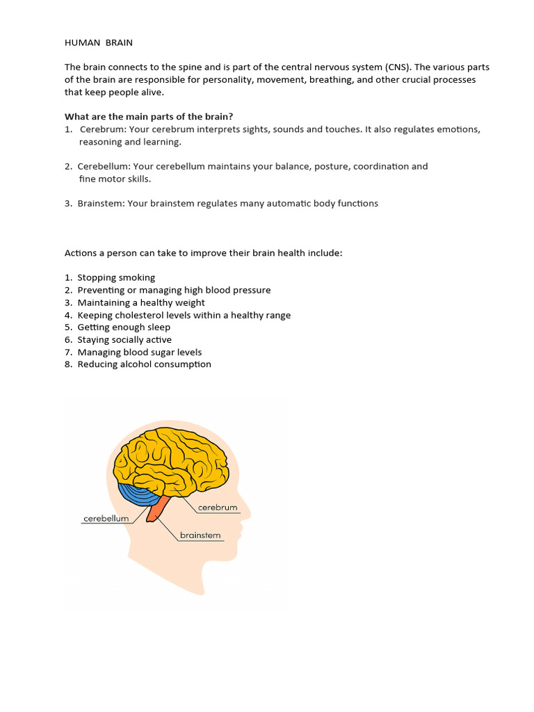Human Brain | PDF | Lifestyle