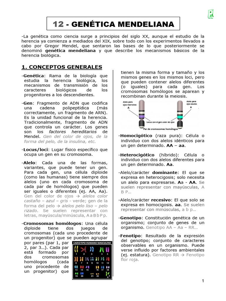 U12-Genética Mendeliana | PDF | Dominancia (Genética) | Alelo