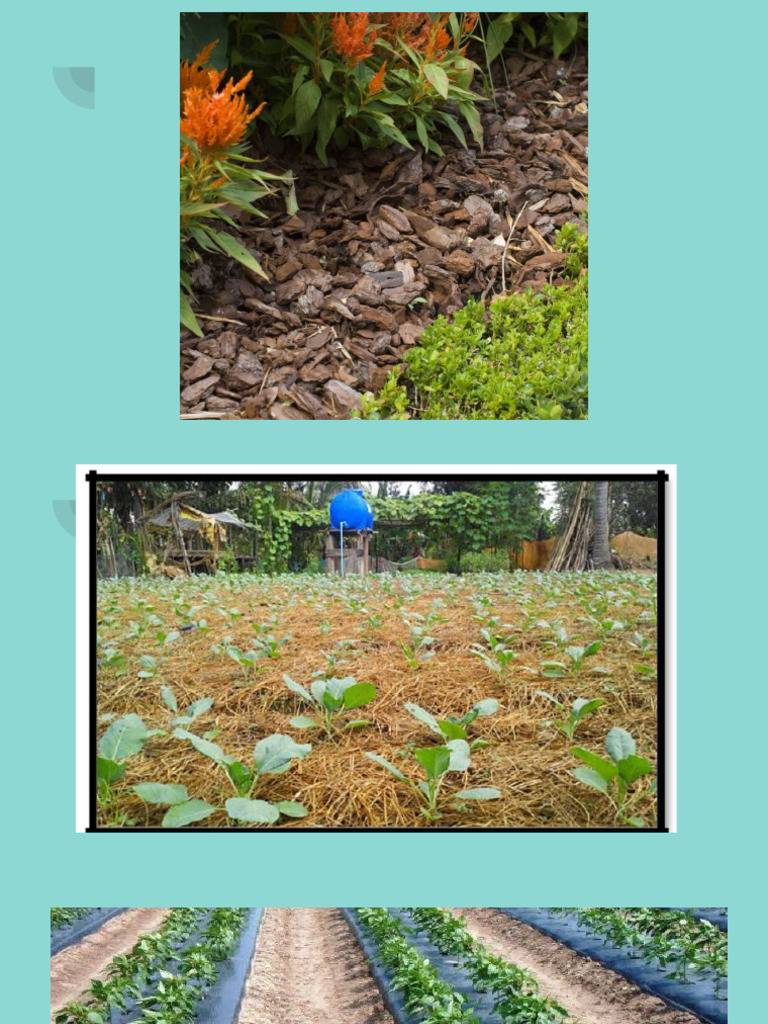 Mulching | Download Free PDF | Mulch | Agriculture