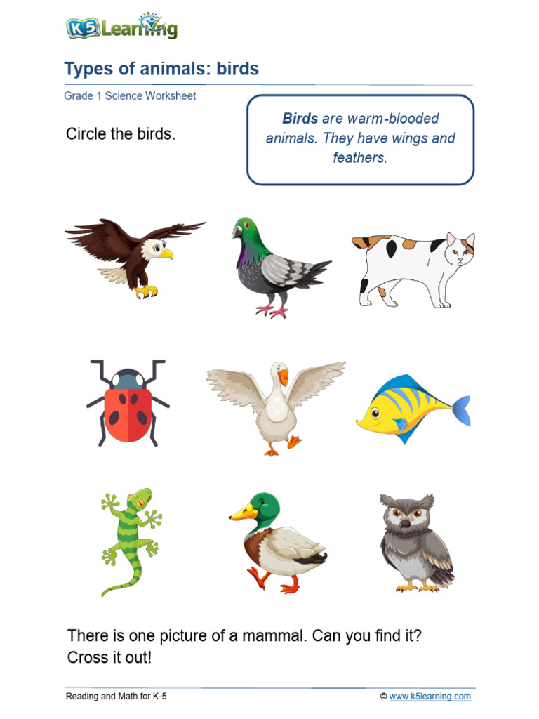 Birds Worksheet for Grade 1 | PDF