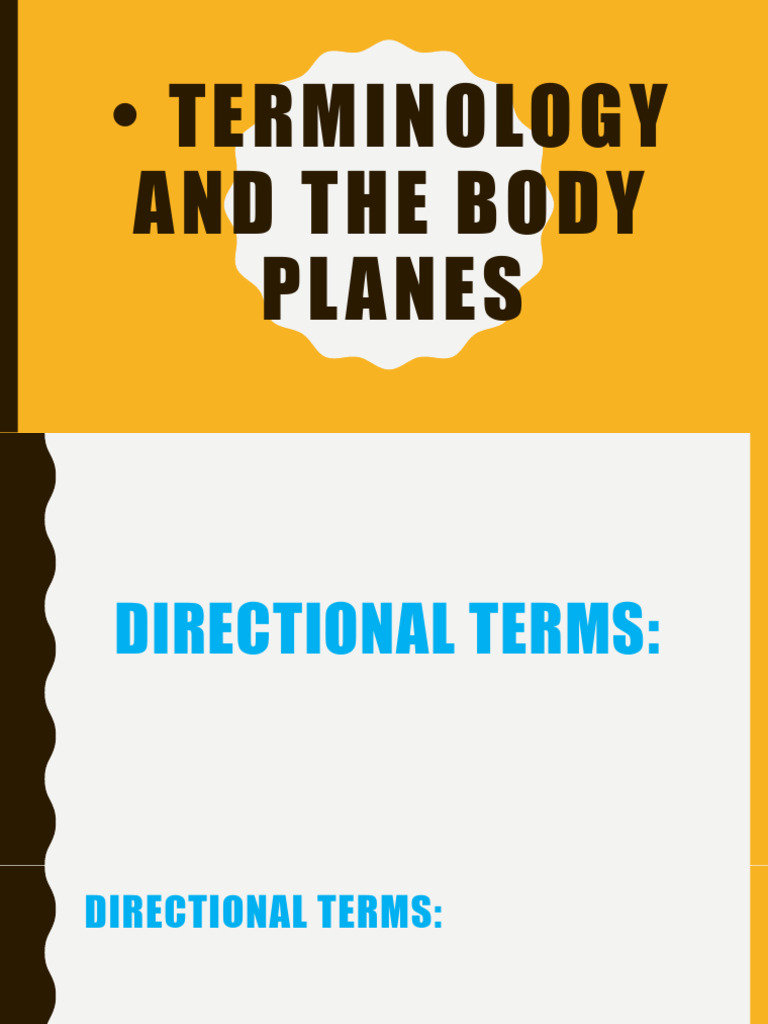 Anatomy | Download Free PDF | Anatomical Terms Of Location | Abdomen