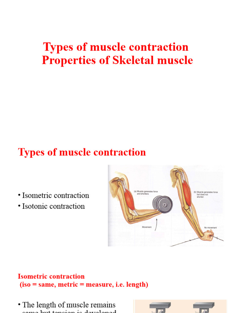Properties of Skeletal Muscle | PDF | Muscle Contraction | Physiology