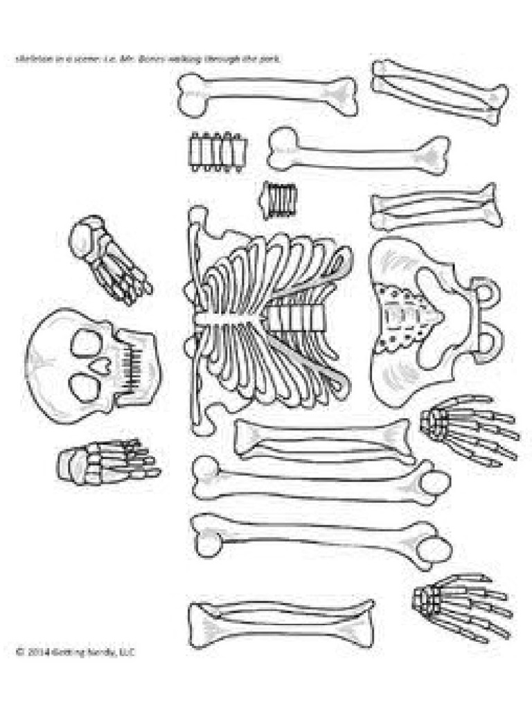 Cut Out Skeletal System | PDF
