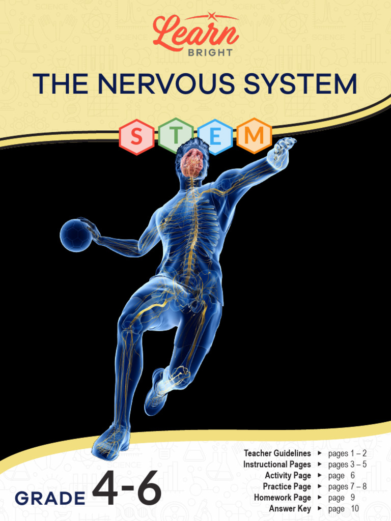 Nervous System STEM | PDF | Neuron | Axon