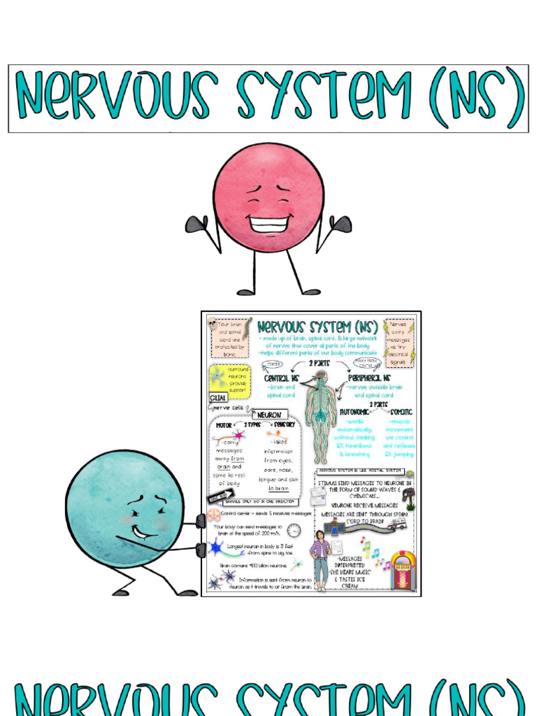 16 - Nervous System Doodle Notes - Power Point | PDF