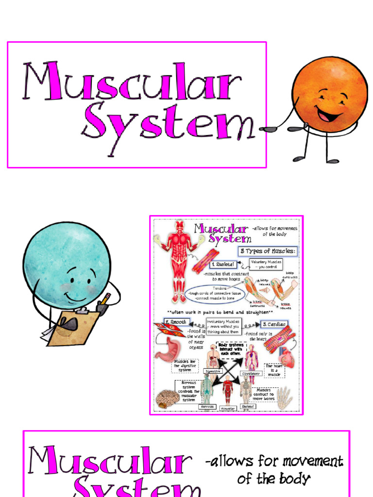 11 - Muscular System Doodle Notes - Power Point | PDF